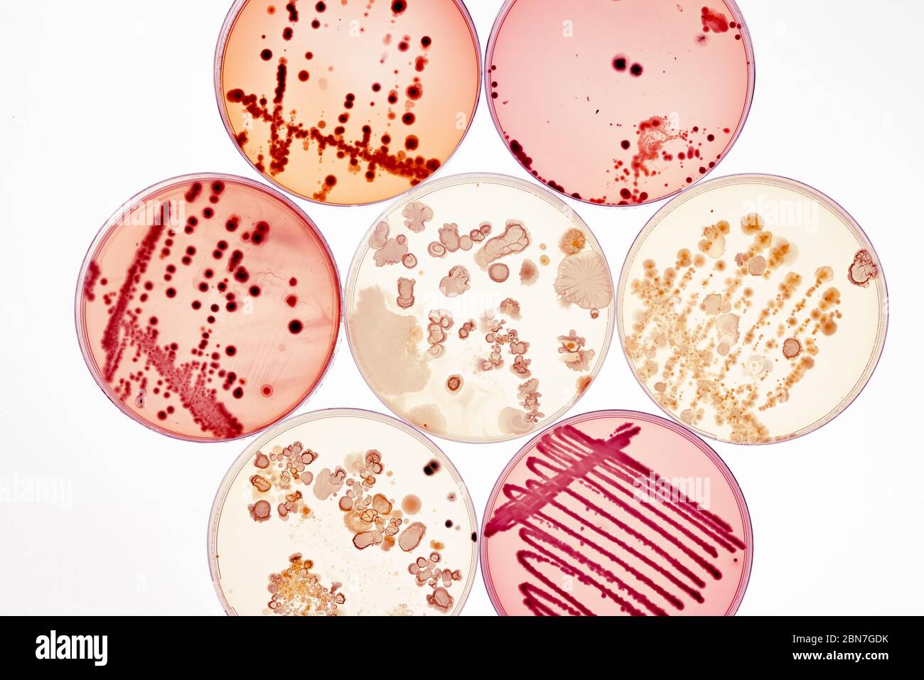 Growing Bacteria in Petri Dishes on agar gel Scientific experiment ...