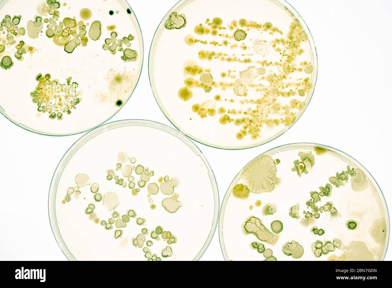 Mixed With Bacteria High Resolution Stock Photography and Images - Alamy