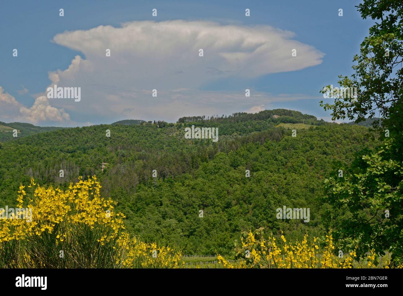 Tuscan vineyard with distant large cumulonimbus cloud Stock Photo - Alamy