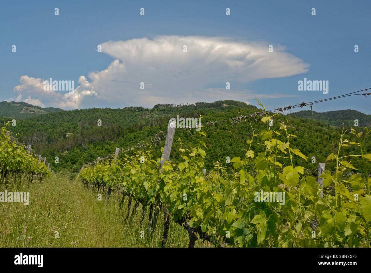 Tuscan vineyard with distant large cumulonimbus cloud Stock Photo - Alamy