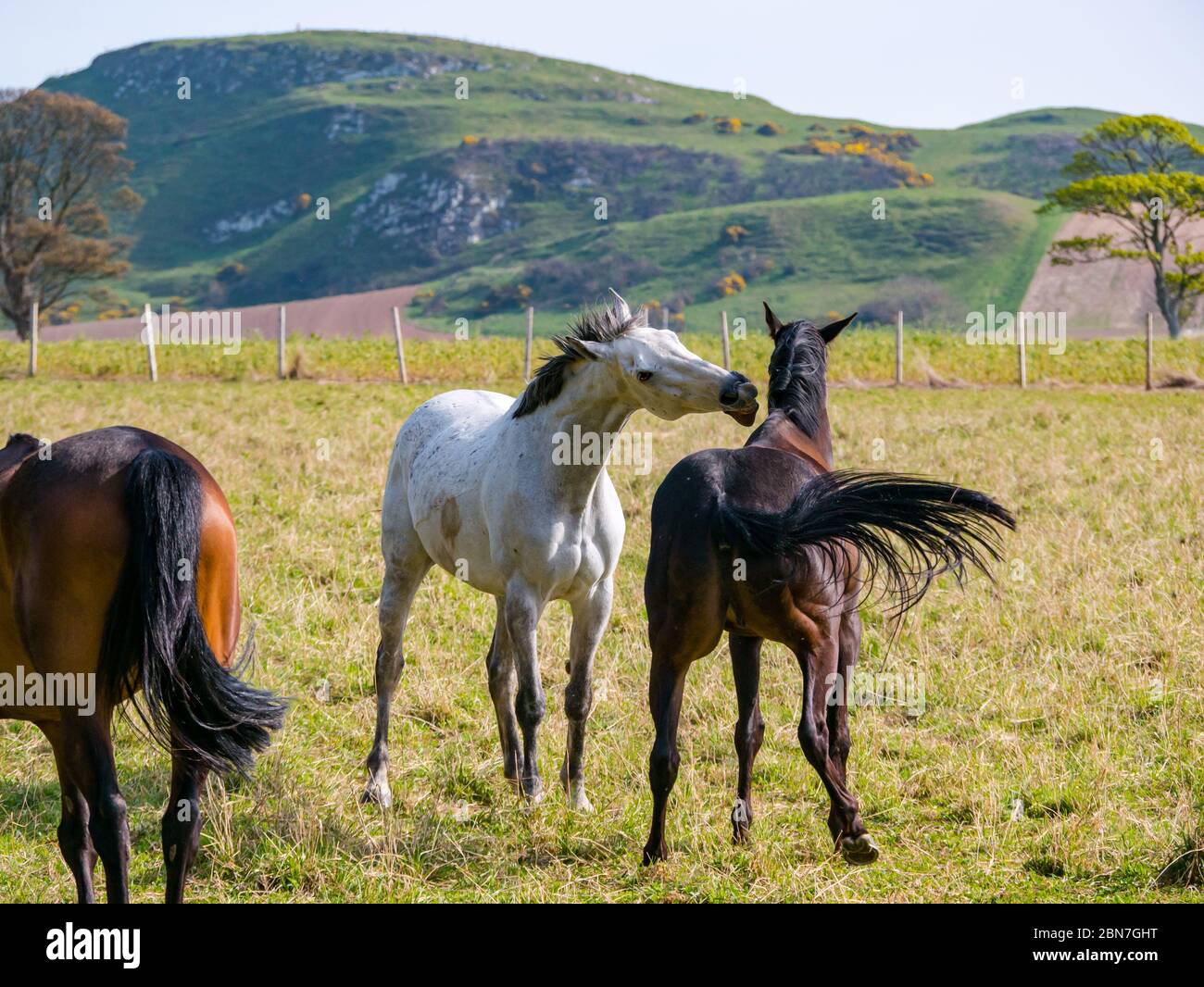 Baring teeth hi-res stock photography and images - Alamy