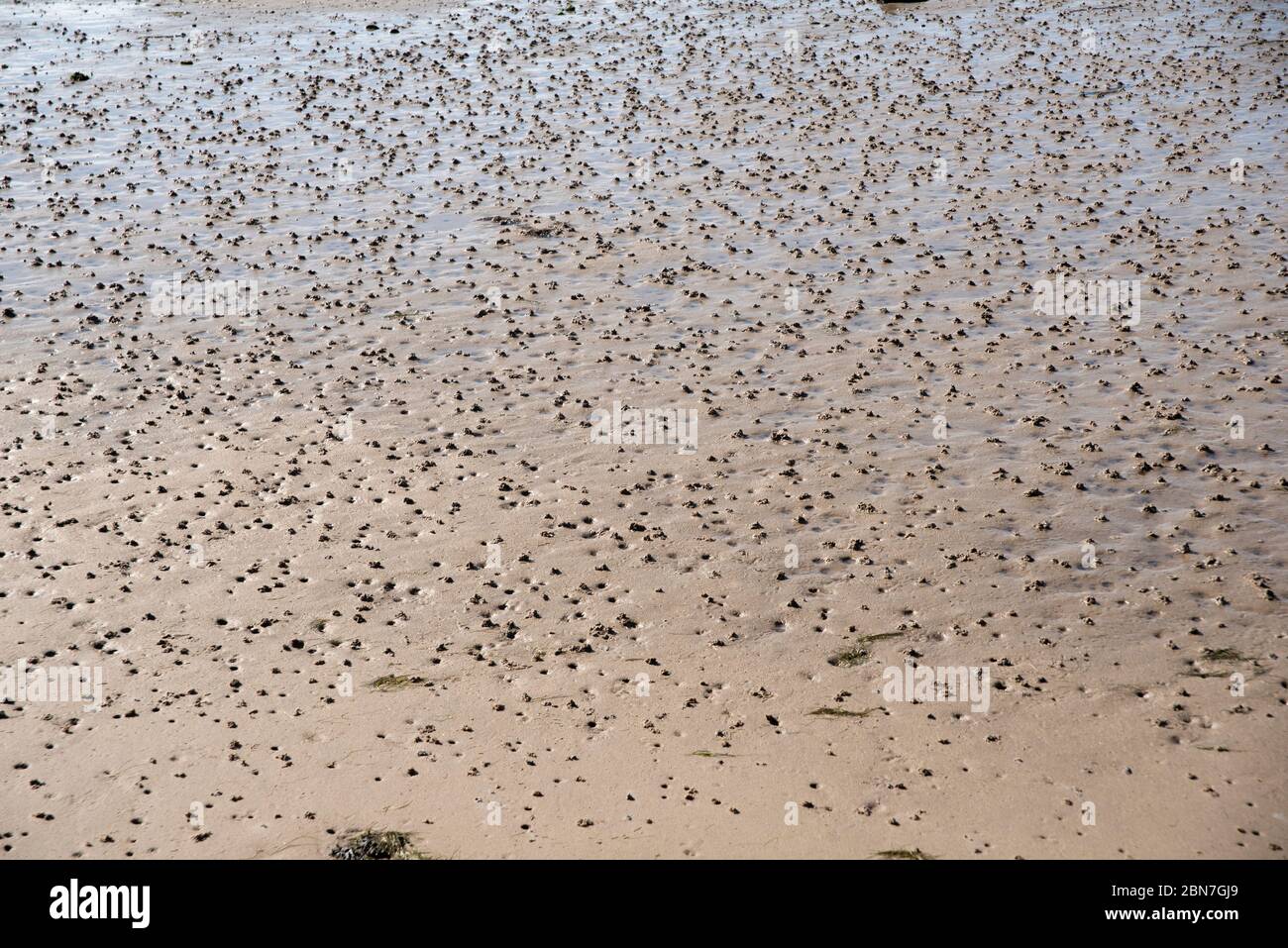 Worm casts hi-res stock photography and images - Alamy
