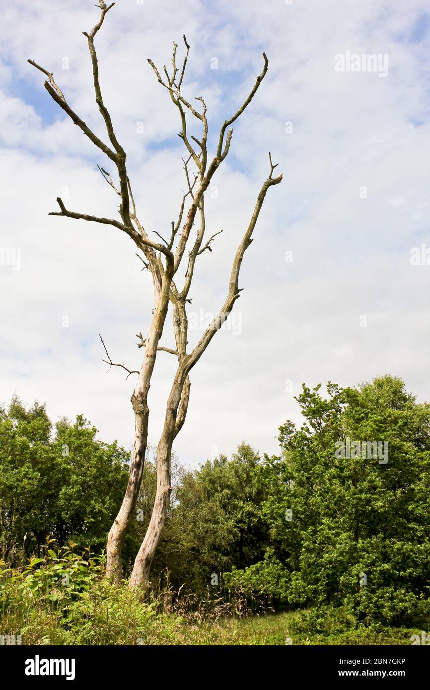 Big old dead oak tree in an oak forest hi-res stock photography and ...