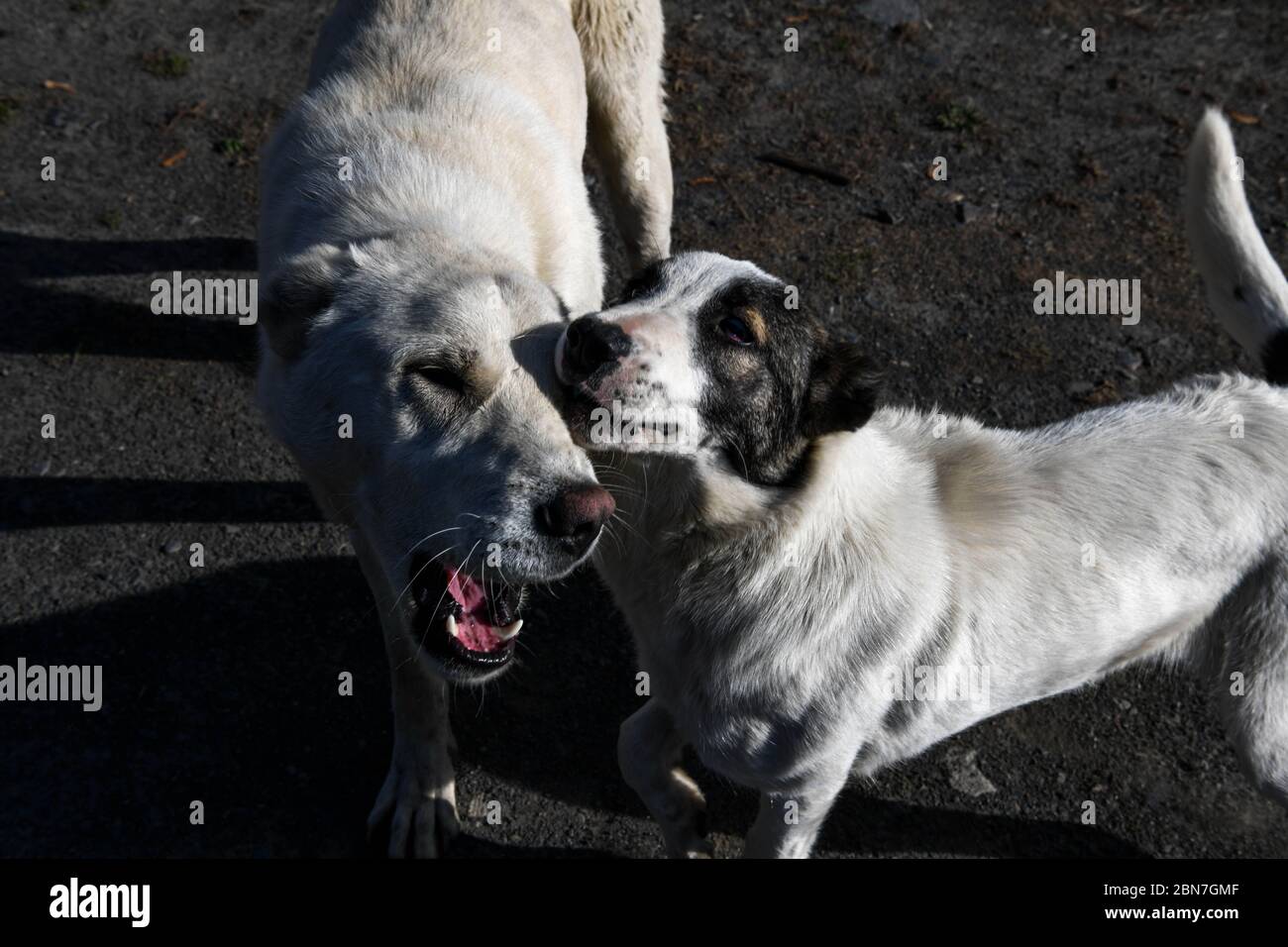Caucasus, Georgia, Tusheti region, Dartlo. Two sheepdogs play together ...