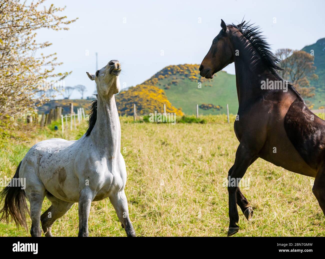 Horse bite hi-res stock photography and images - Alamy