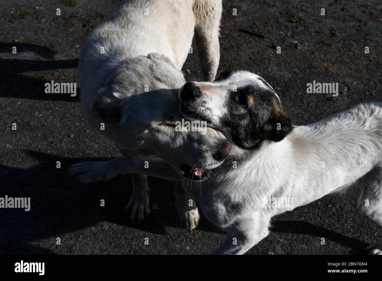 Caucasus, Georgia, Tusheti region, Dartlo. Two sheepdogs play together ...