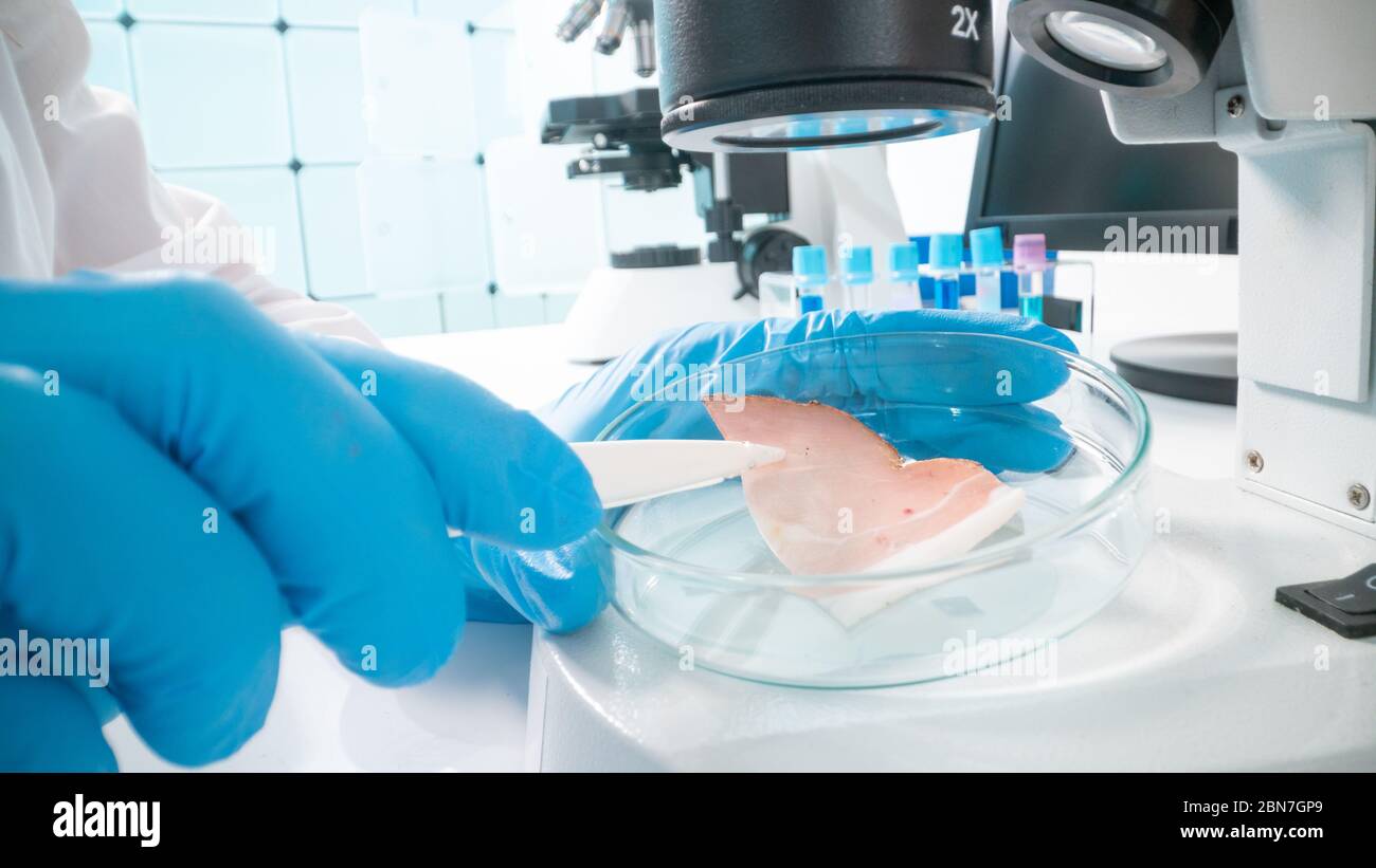 Inspection of meat and fish quality in the food quality laboratory ...