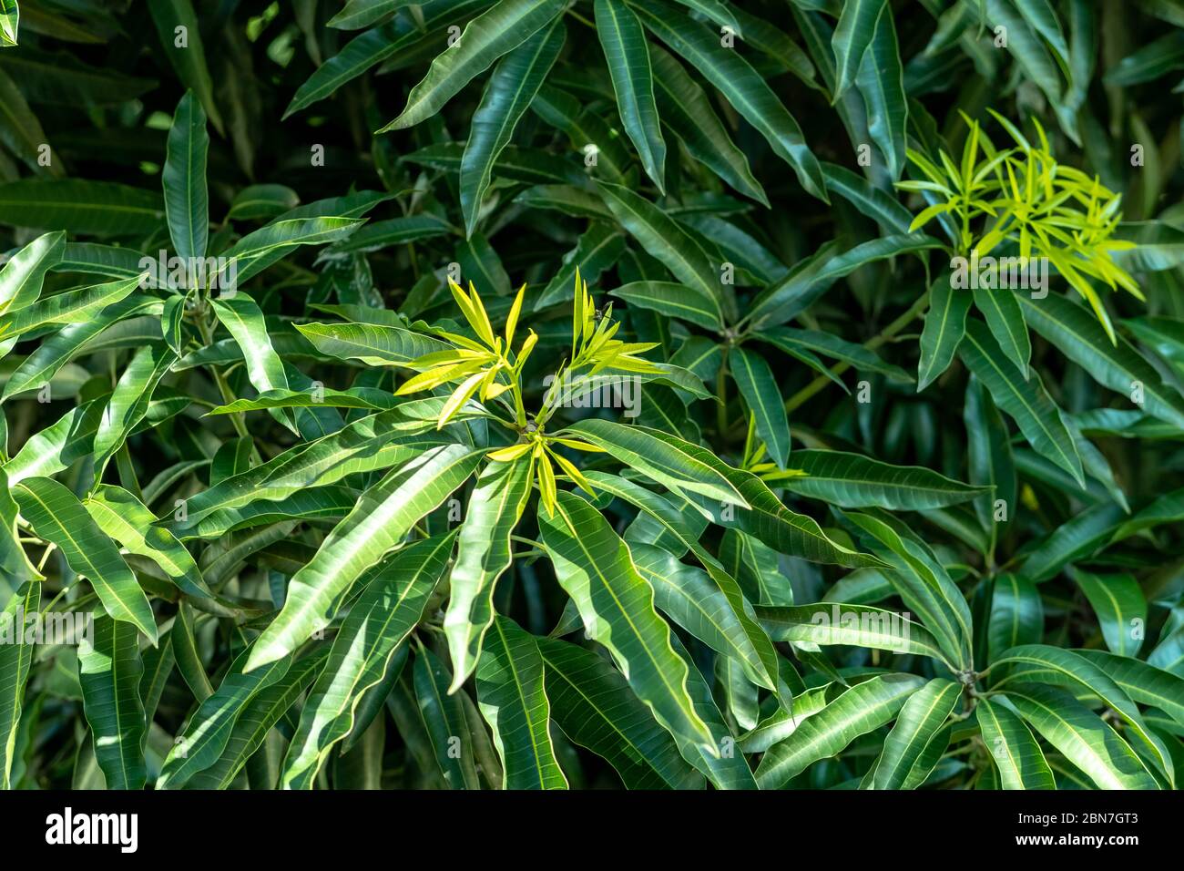 New leaves growing on the large mango tree, Rio de Janeiro, Brazil ...