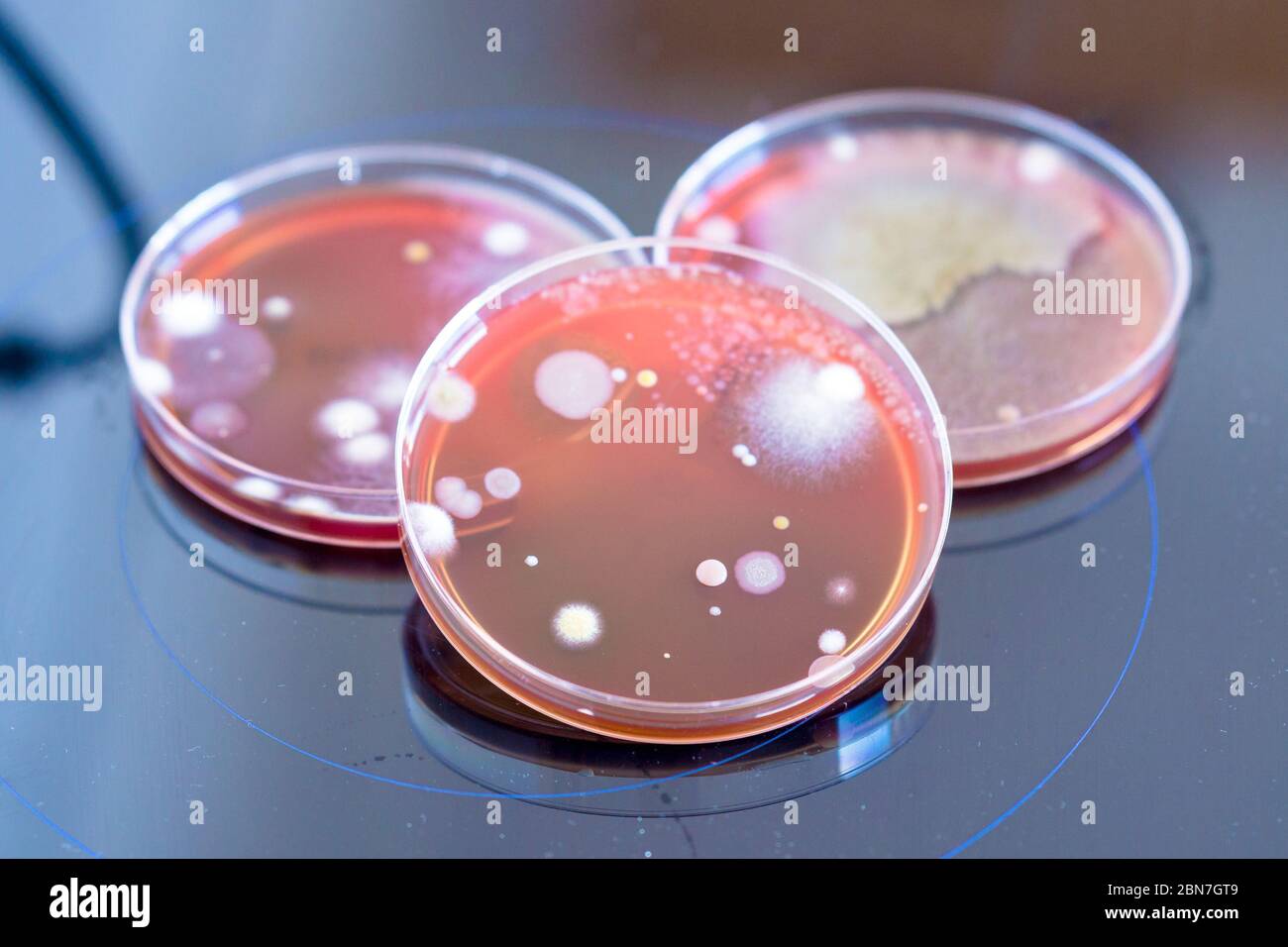 petri dishes with colonies of microorganisms in a biological laboratory ...