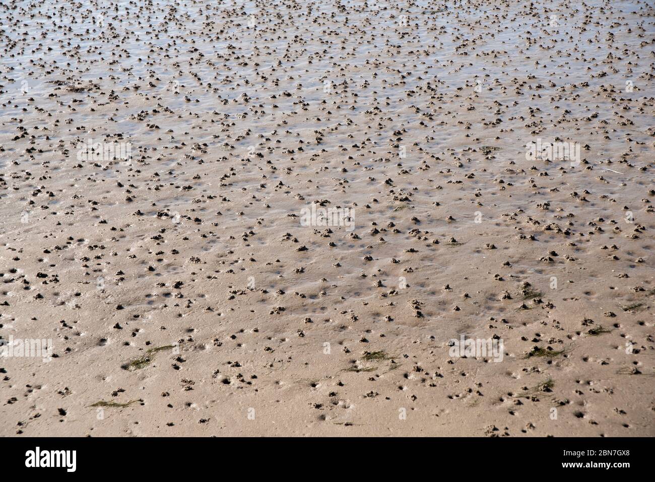 Tubes with worm casts of the lugworm in the mud flat by Luettmoorsiel ...