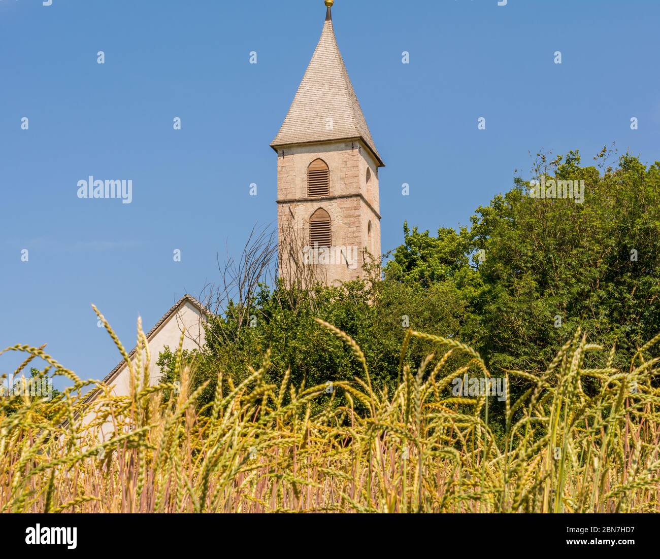 Ripe ears / spikelets in barley field (Hordeum vulgare) in summer ...
