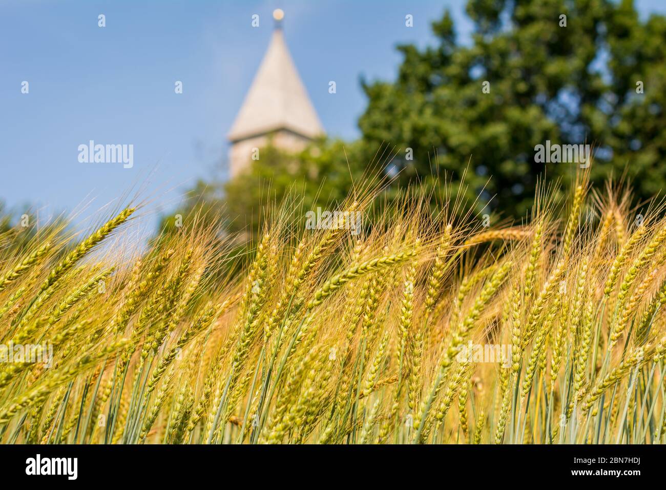 Ripe ears / spikelets in barley field (Hordeum vulgare) in summer ...