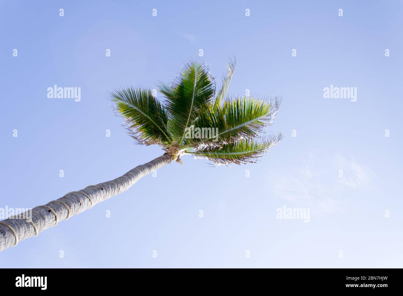Palm Tree in Mexico, Acapulco Stock Photo - Alamy