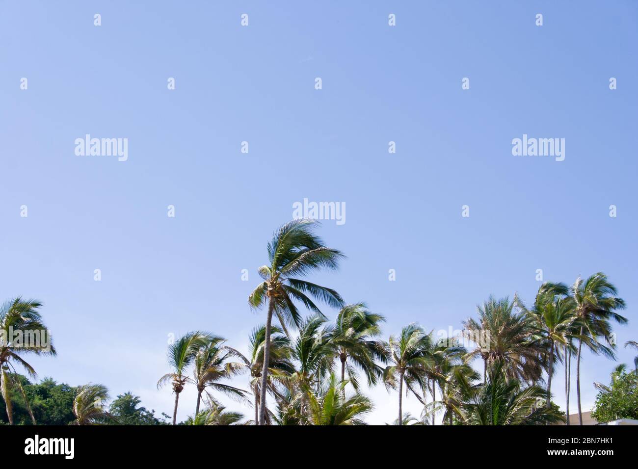 Palm Tree in Mexico, Acapulco Stock Photo - Alamy