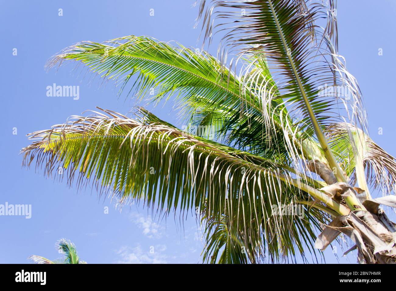 Palm Tree in Mexico, Acapulco Stock Photo - Alamy