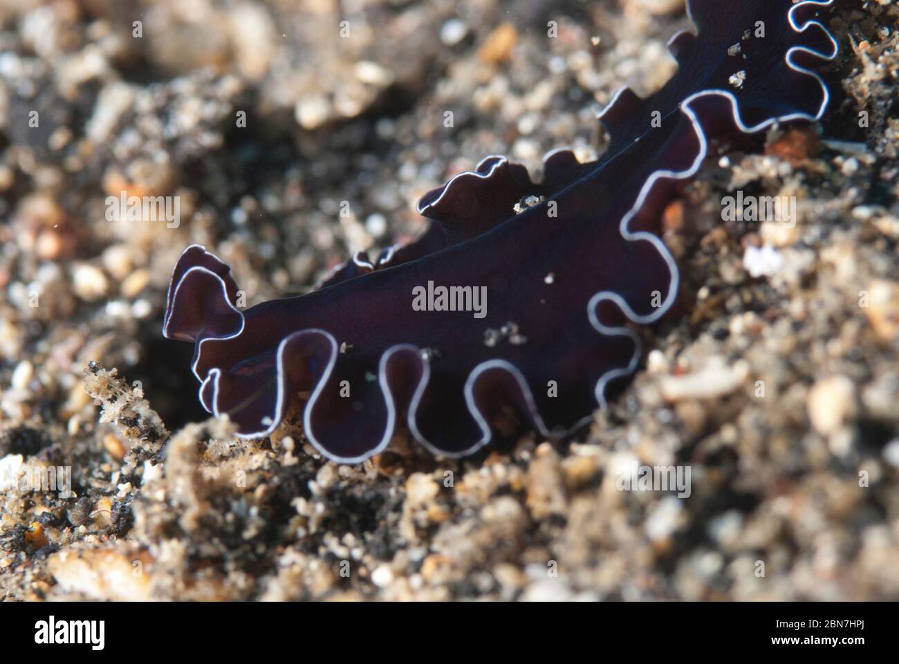 White-edged Flatworm, Pseudoceros lactolimbus, Tanjung Slope dive site ...