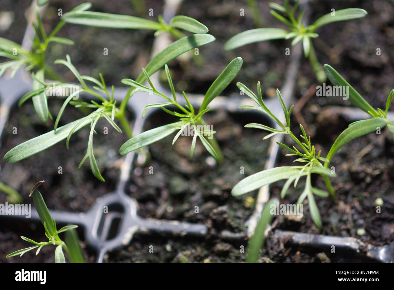 Cosmos seedlings hi-res stock photography and images - Alamy
