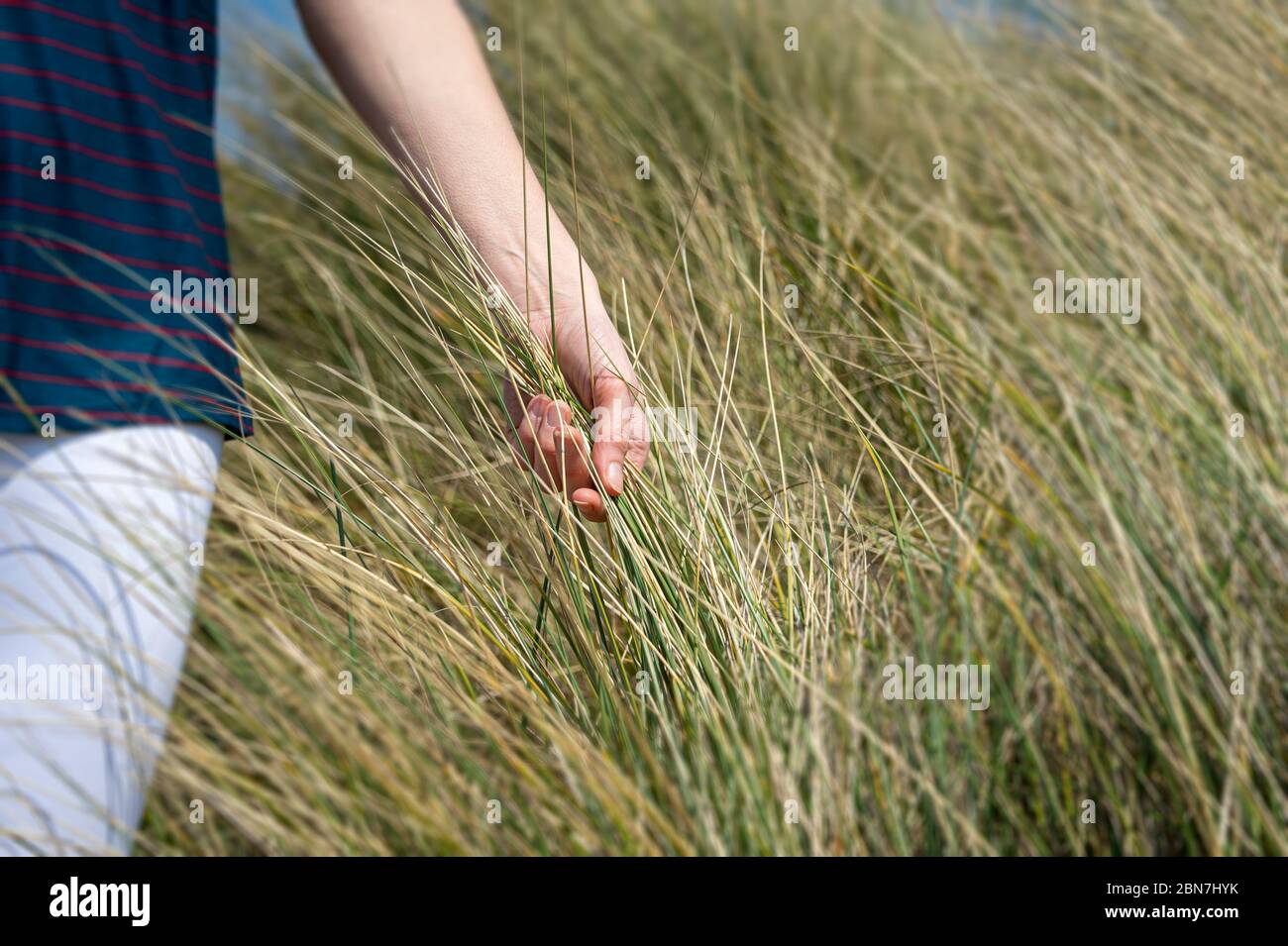 hand holding grass while walking through a field, nature concept Stock ...