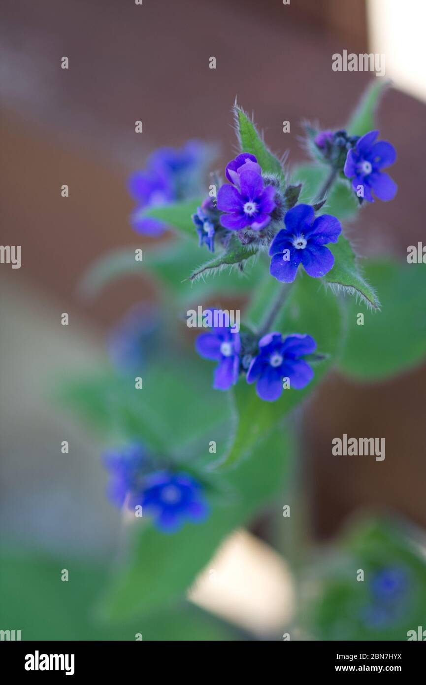 Uk green alkanet uk hi-res stock photography and images - Alamy