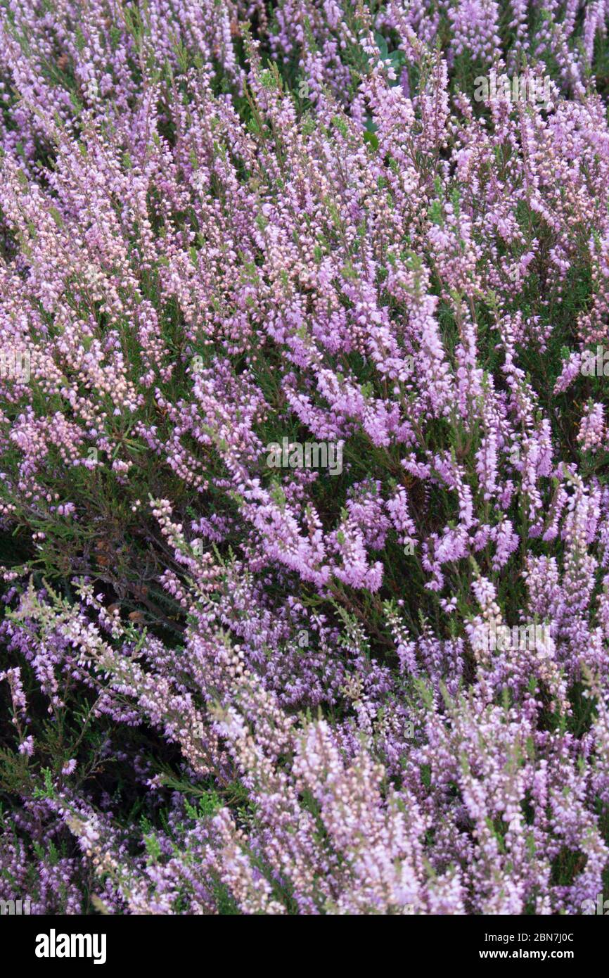 Heather Sprig High Resolution Stock Photography and Images - Alamy