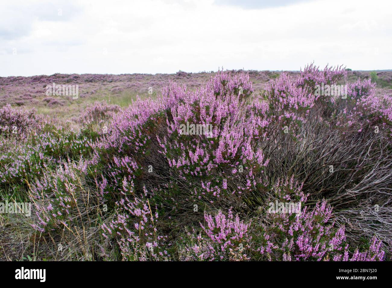 Lavender heath landscape hi-res stock photography and images - Alamy