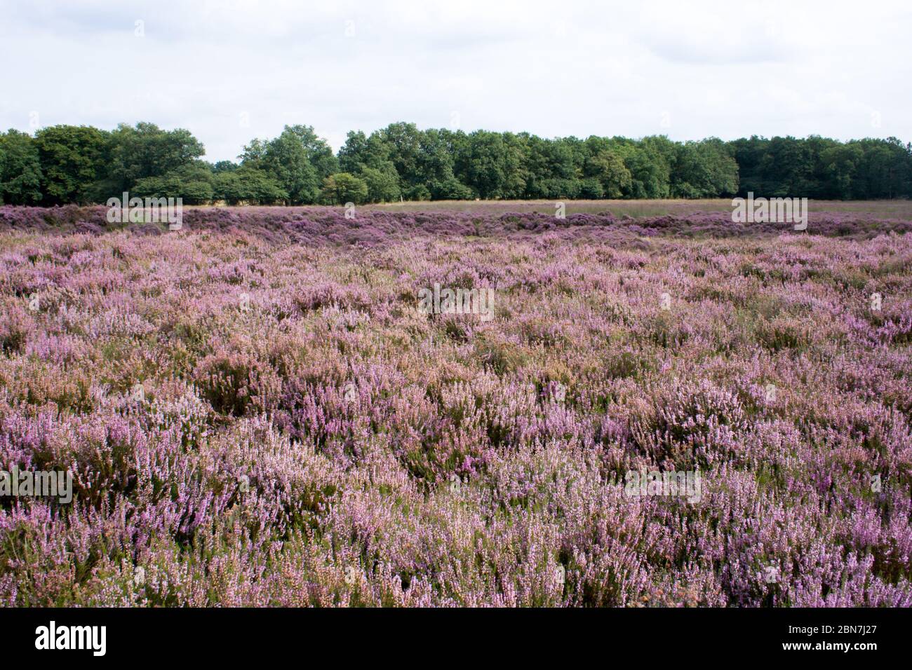 Lavender heath landscape hi-res stock photography and images - Alamy