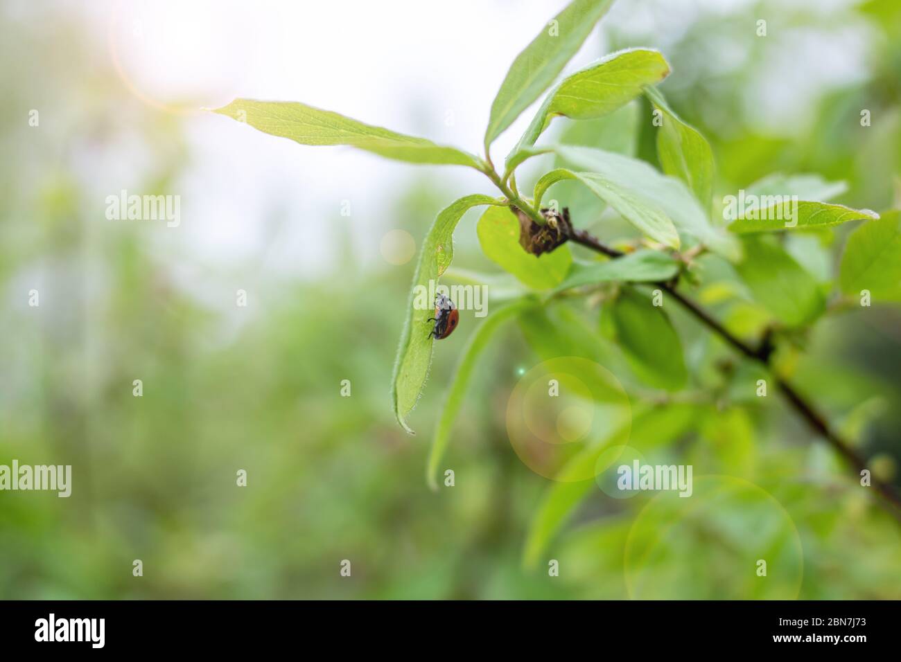 Ladybug beetle on tree branch with green leaves Stock Photo - Alamy