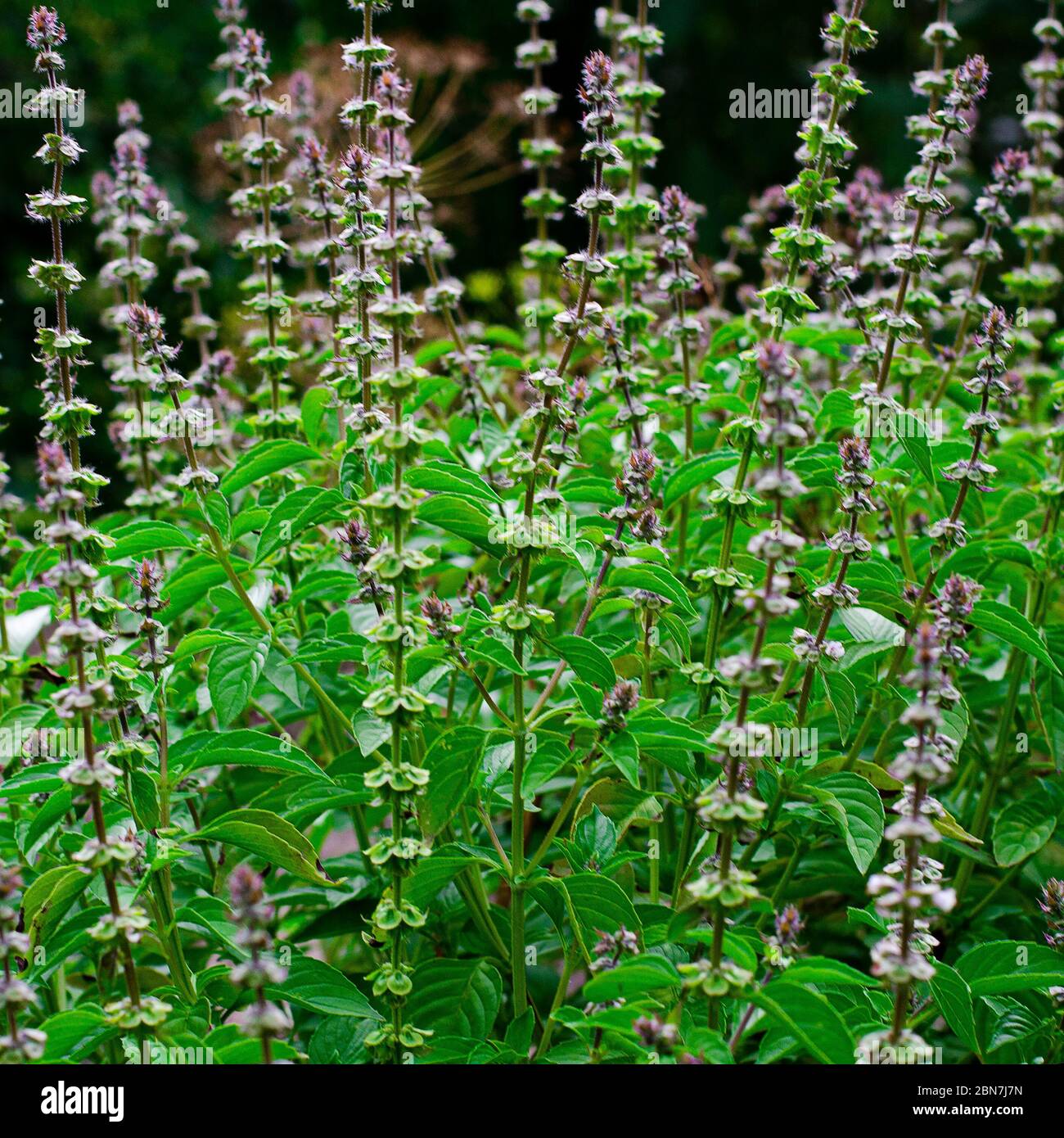 A fresh bush of green basil with flowers grows in the summer garden ...