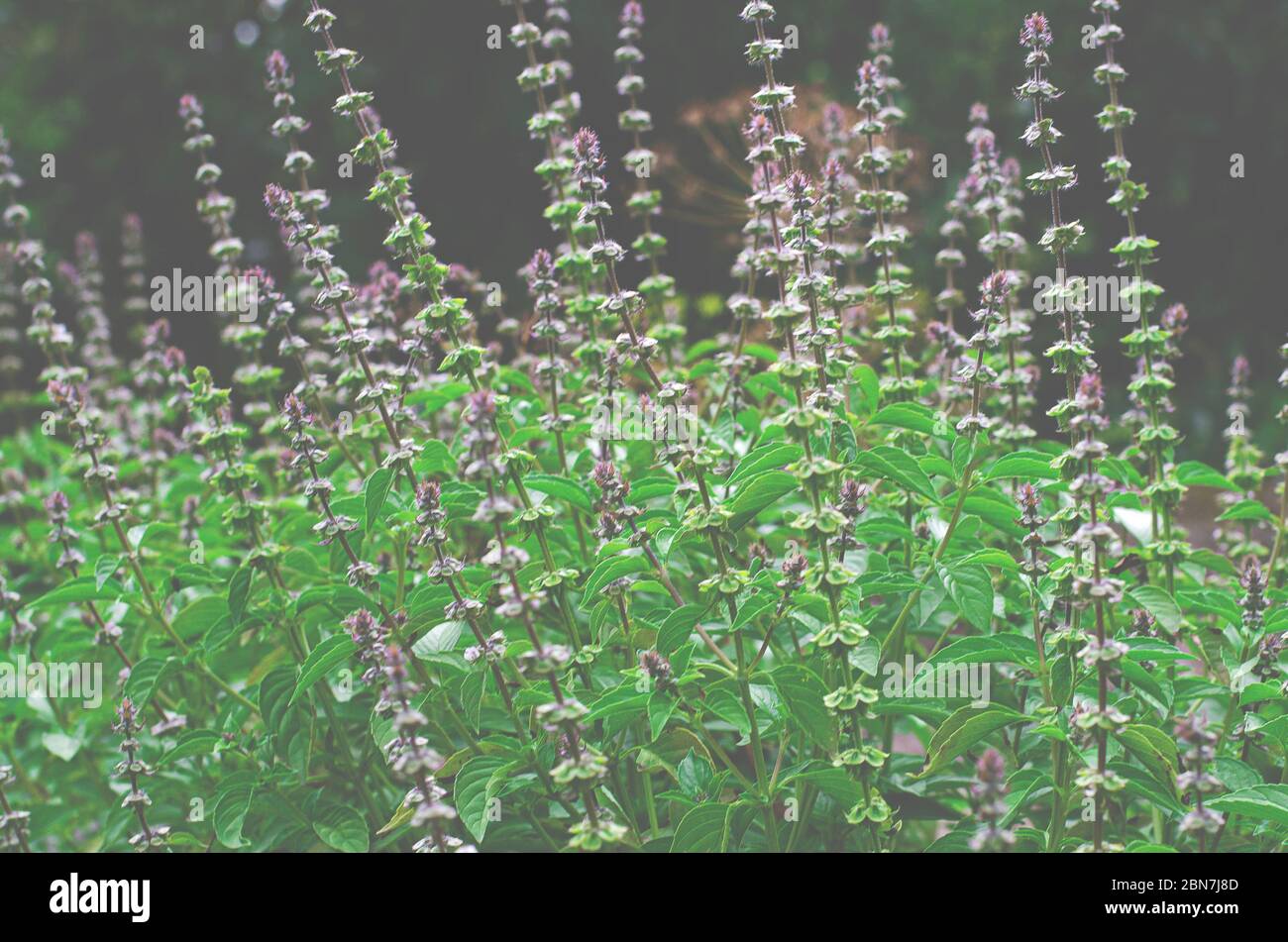 A fresh bush of green basil with flowers grows in the summer garden ...