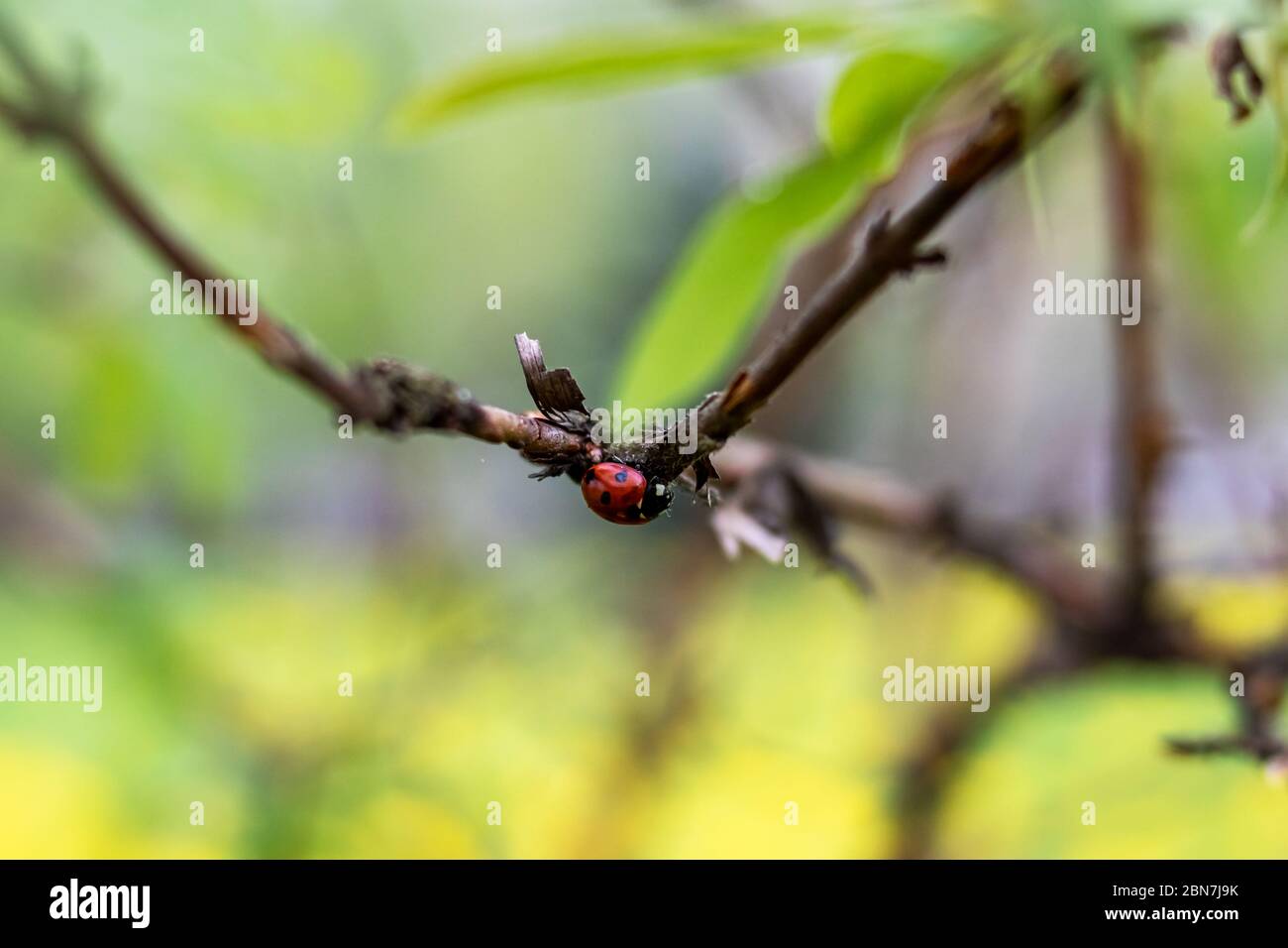 Ladybug insect bug red spotted branch leaf leaves hi-res stock ...