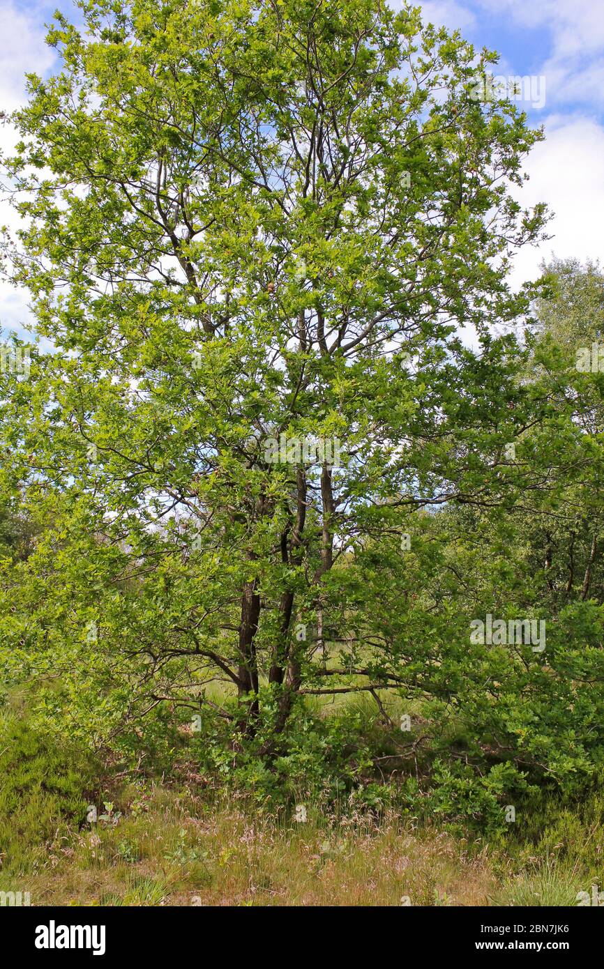 Young Oak Tree High Resolution Stock Photography and Images - Alamy