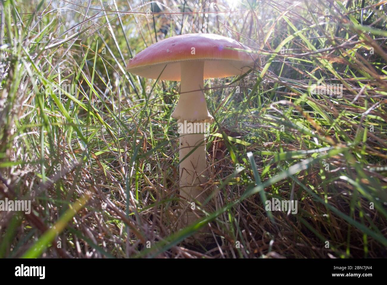 Wild Mushroom, Toadstool, Red with White Spots Hidden in Tall Grass ...