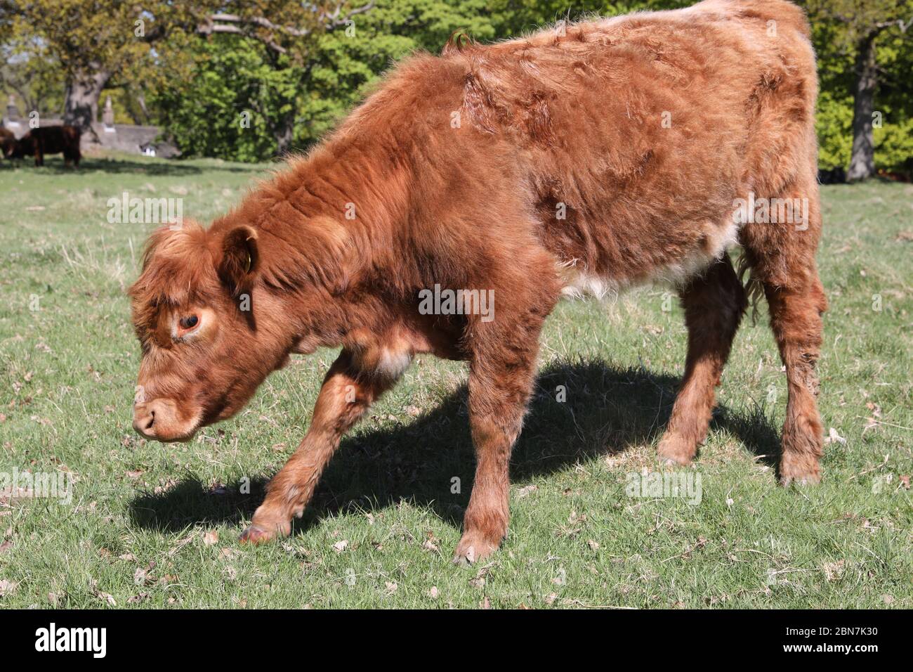 Ginger Highland Cow High Resolution Stock Photography and Images - Alamy