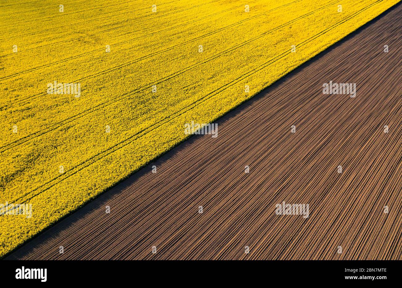 Aerial view of yellow colza rape fields, agriculture concept from drone ...