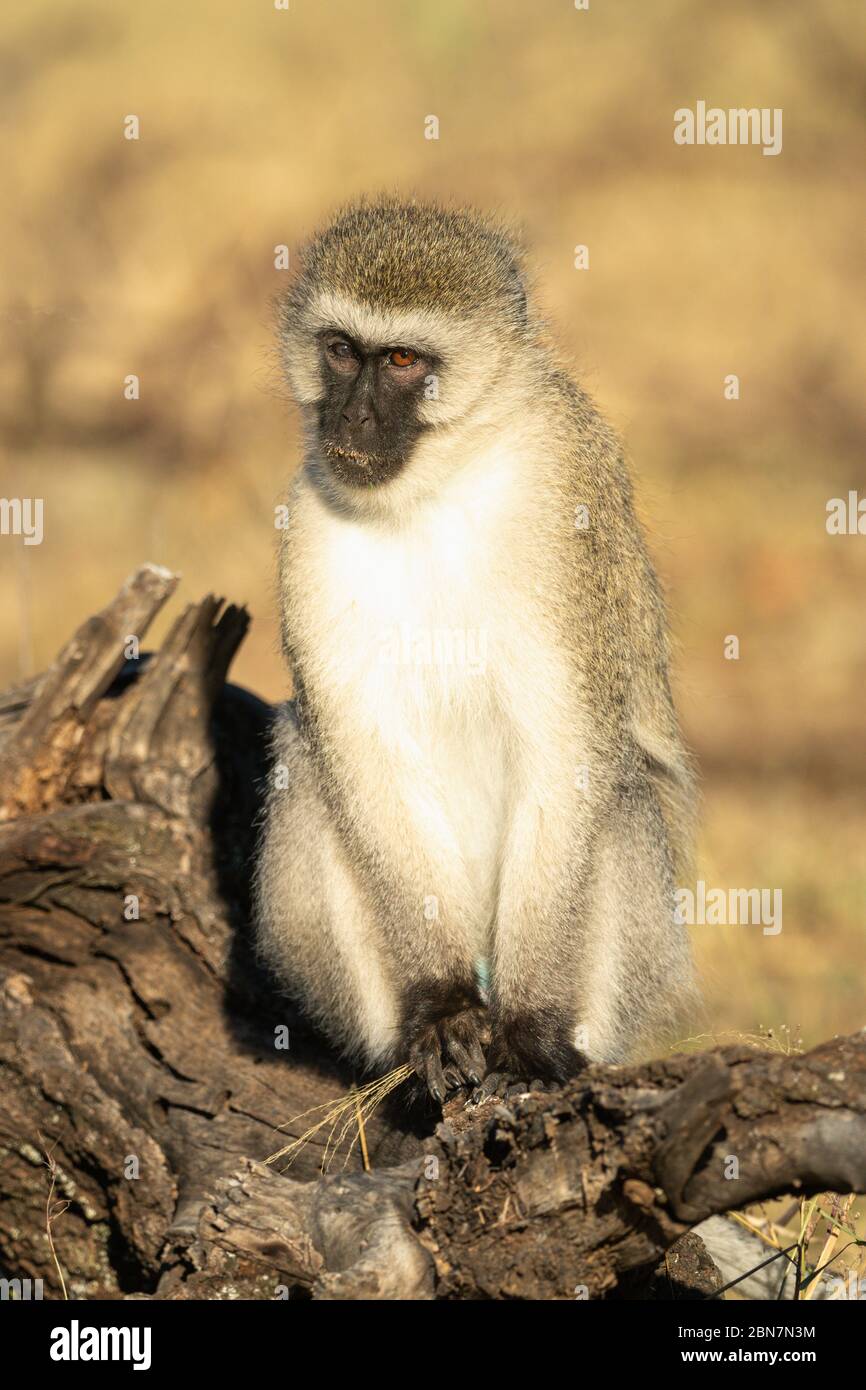 Vervet monkey sits on log looking down Stock Photo - Alamy