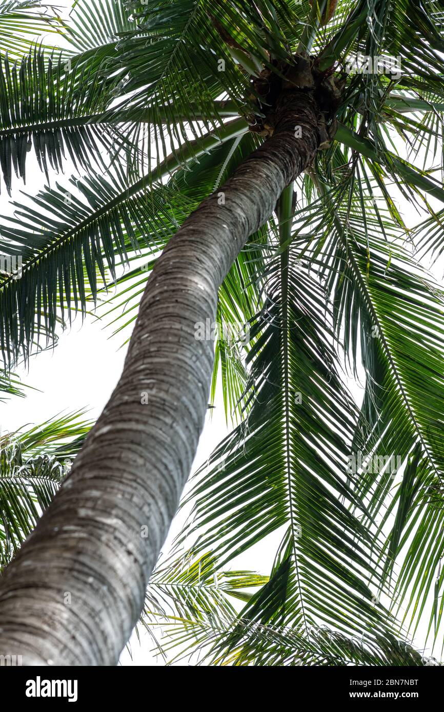 Bottom view of the coconut palm tree Stock Photo - Alamy