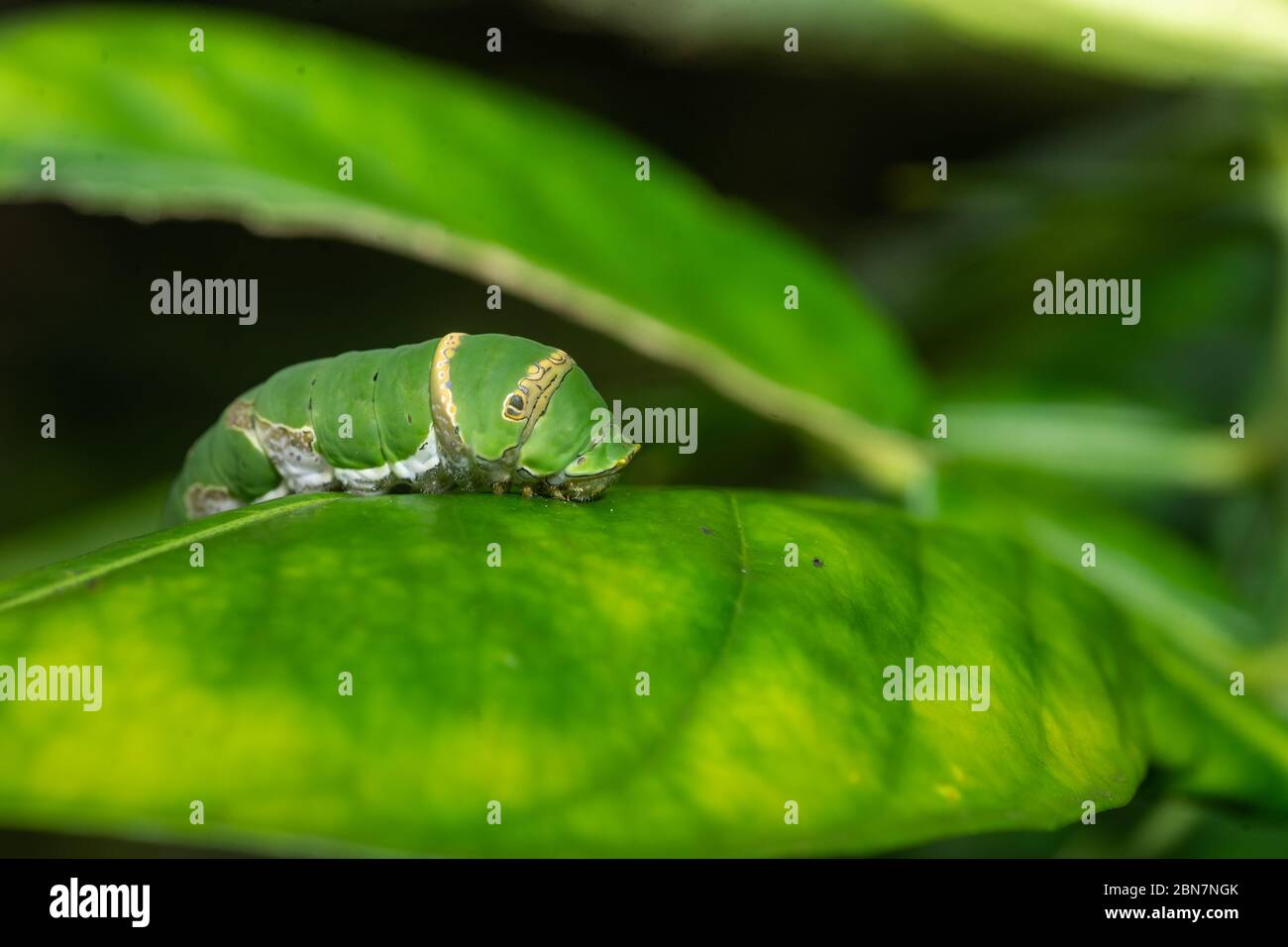 Close up image of green caterpillar Stock Photo - Alamy