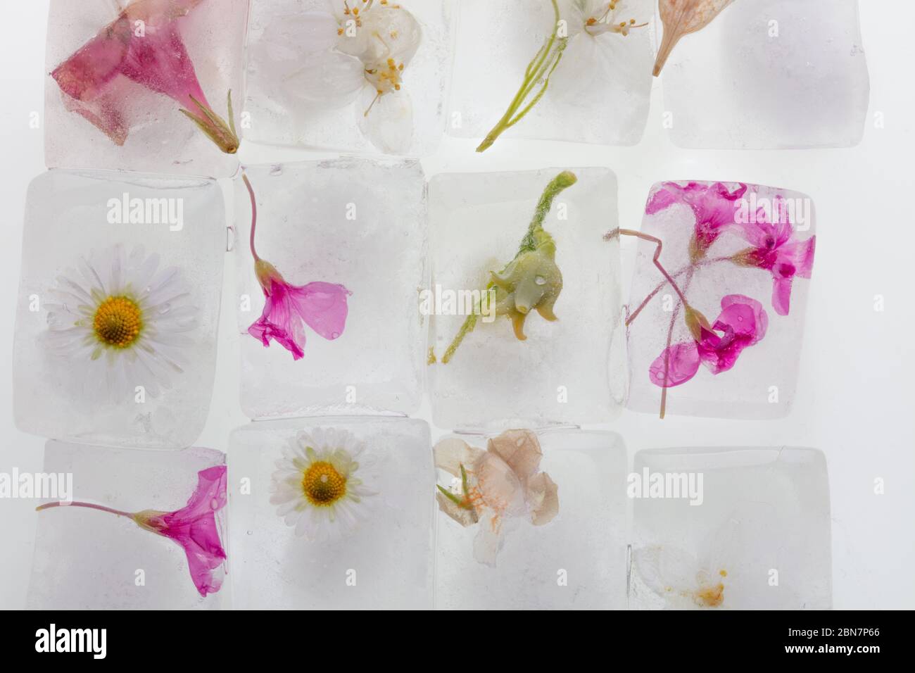a photograph of wild spring flowers frozen in transparent melting ice ...