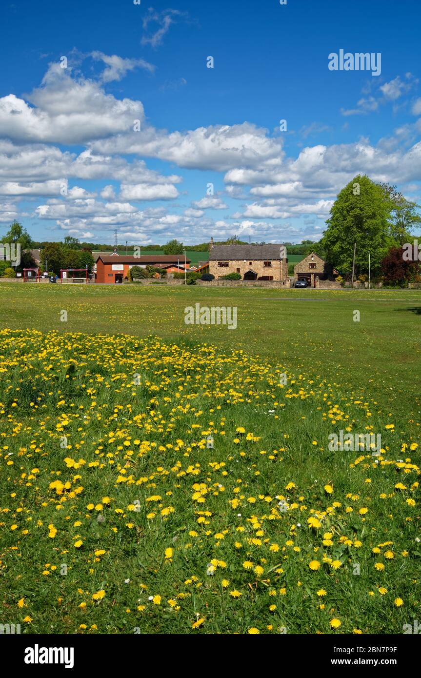 Trees green leaves in spring british uk hi-res stock photography and ...