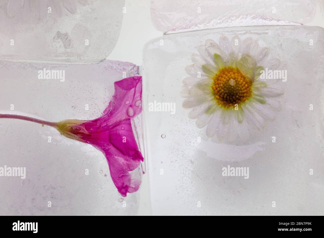 a photograph of wild spring flowers frozen in transparent melting ice ...