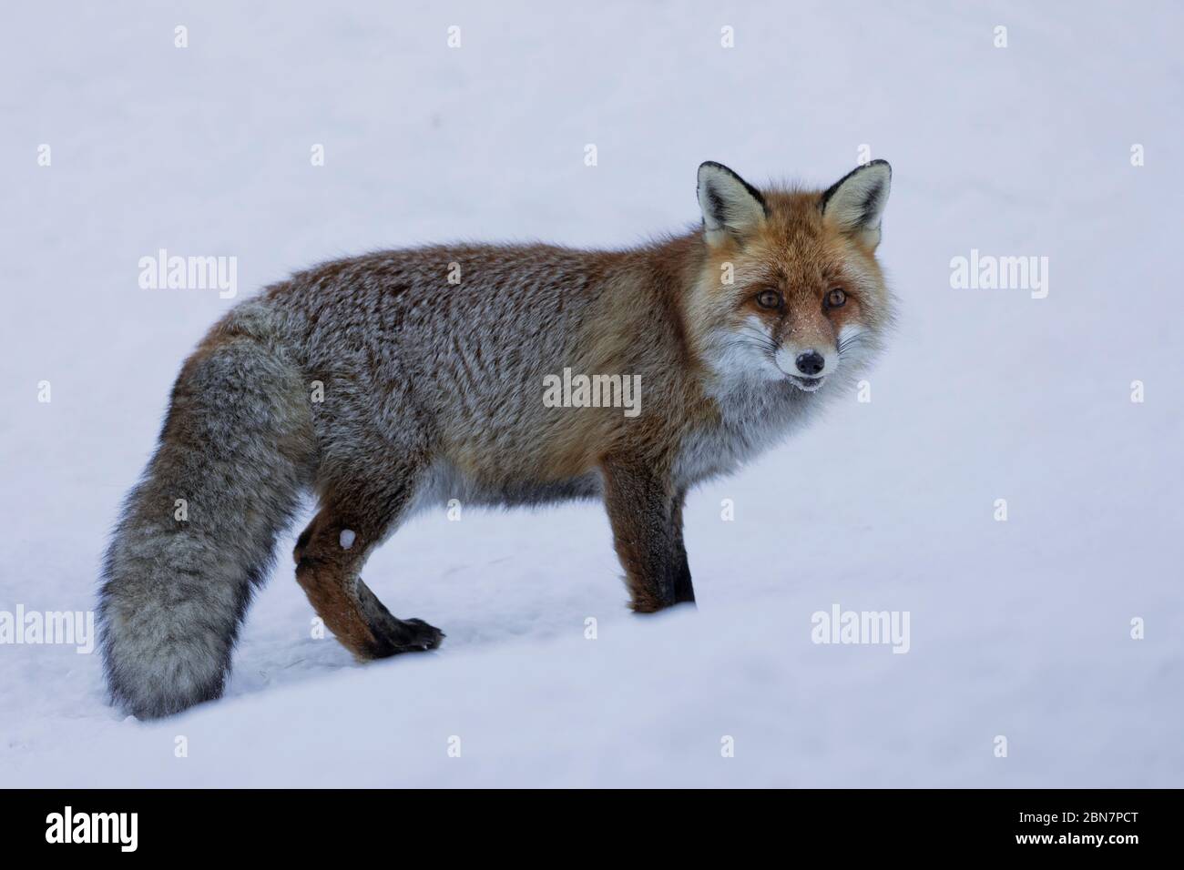 Renard The Fox High Resolution Stock Photography and Images - Alamy