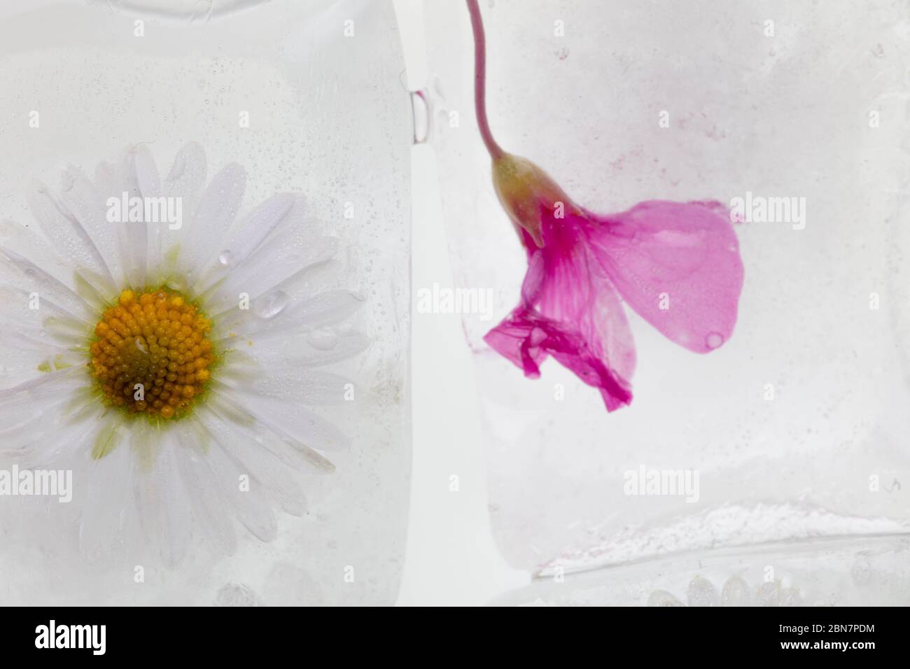 a photograph of wild spring flowers frozen in transparent melting ice ...