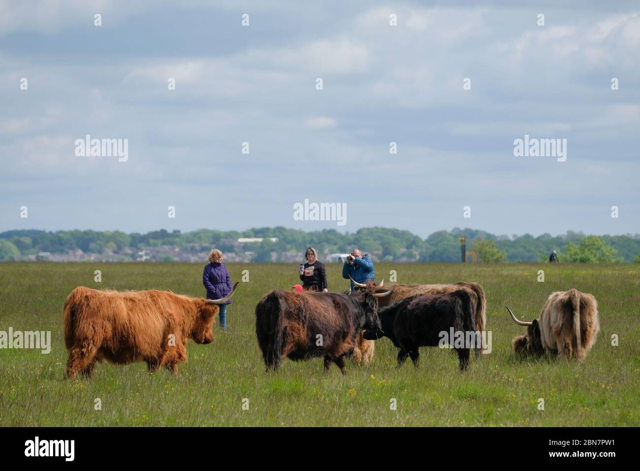 Cattle on minchinhampton common hi-res stock photography and images - Alamy