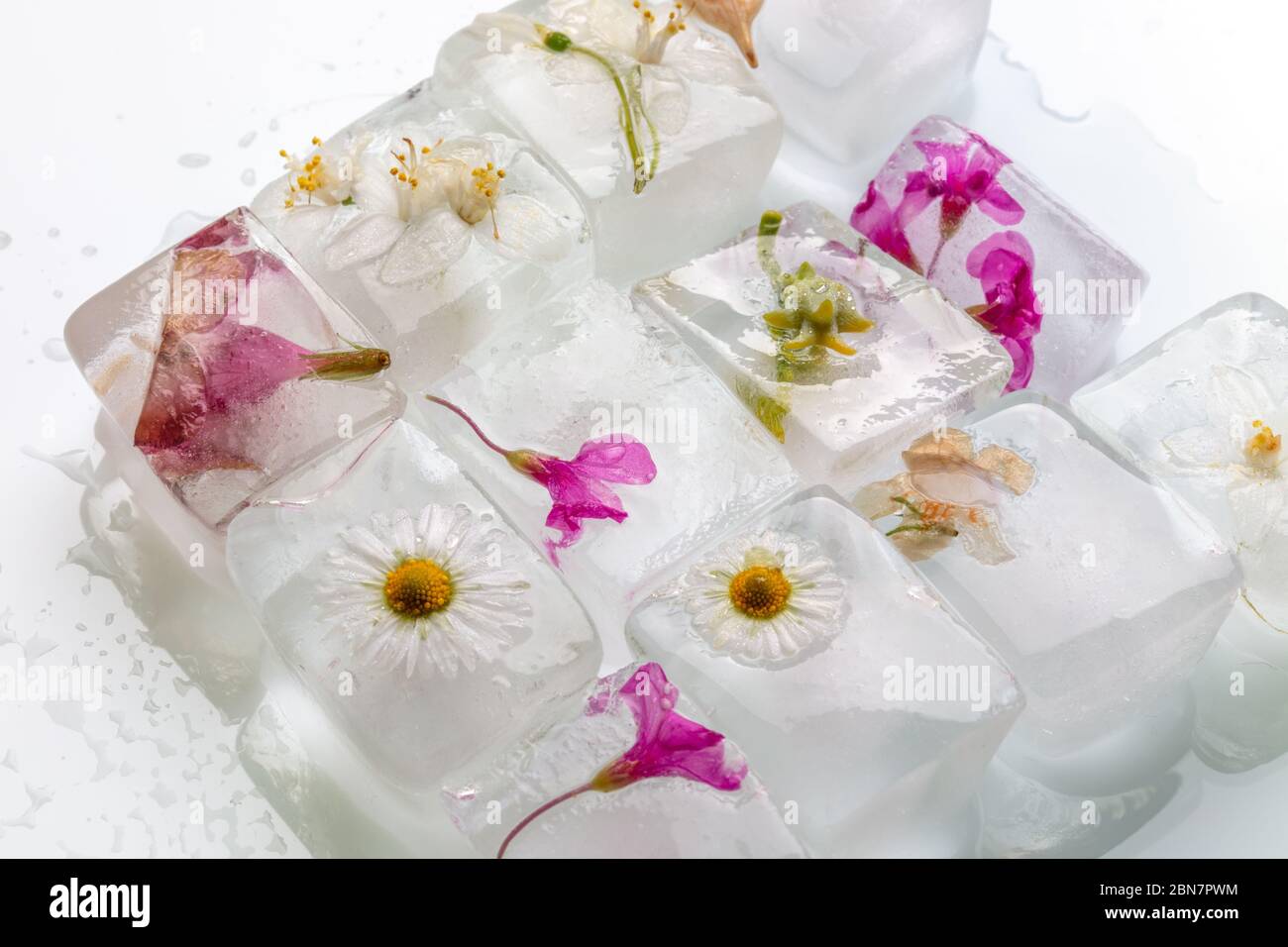 a photograph of wild spring flowers frozen in transparent melting ice ...