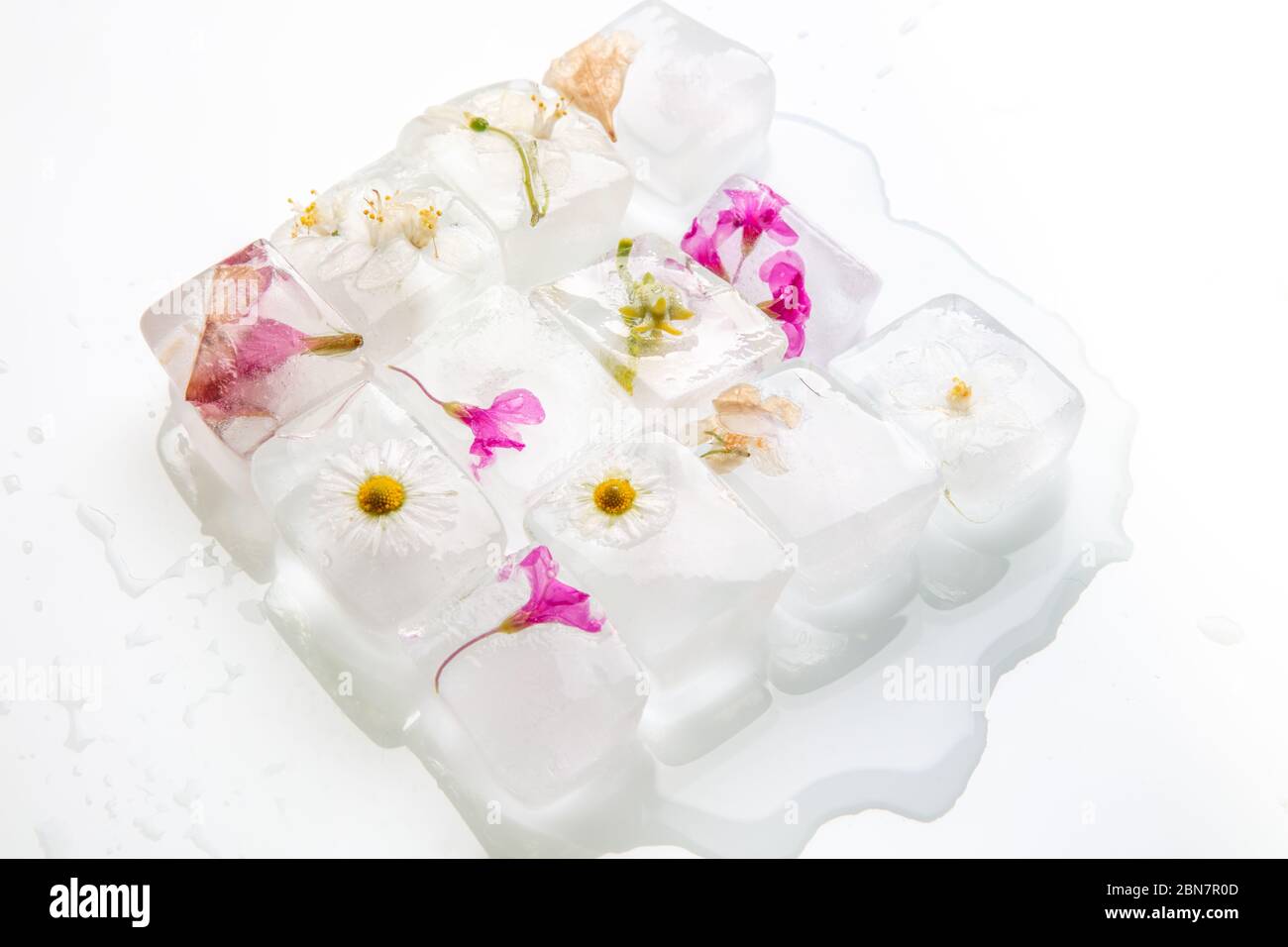 a photograph of wild spring flowers frozen in transparent melting ice ...