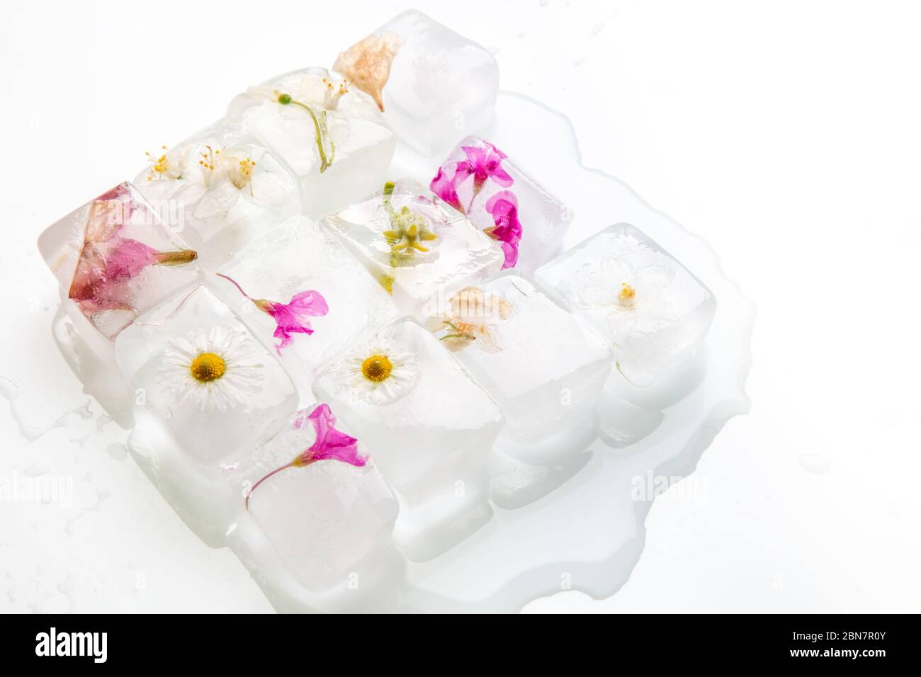 a photograph of wild spring flowers frozen in transparent melting ice ...