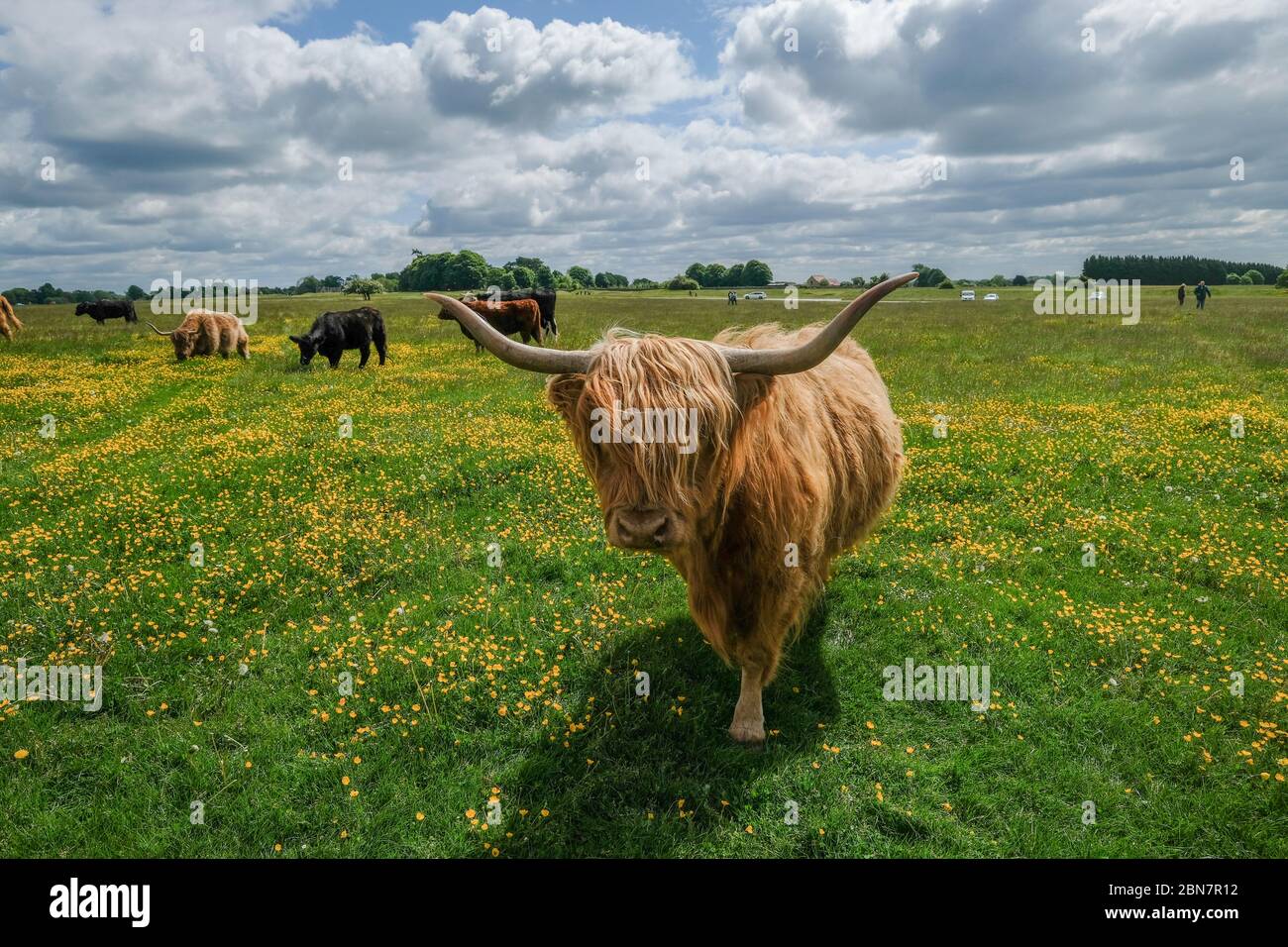 Cattle on minchinhampton common hi-res stock photography and images - Alamy