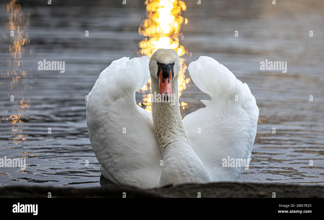 Evil Swan swimming on a lake in fron of sunset Stock Photo - Alamy