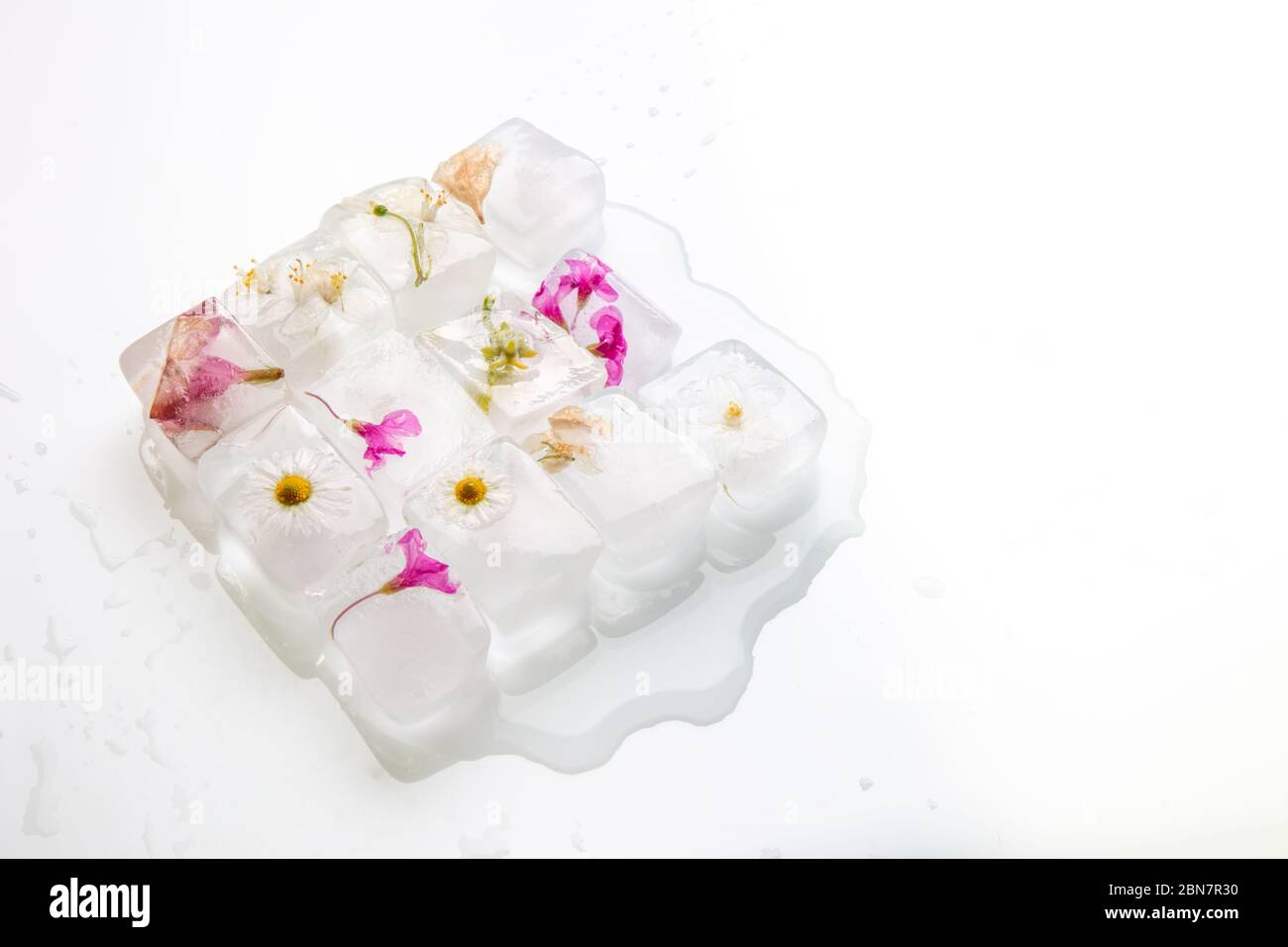 a photograph of wild spring flowers frozen in transparent melting ice ...
