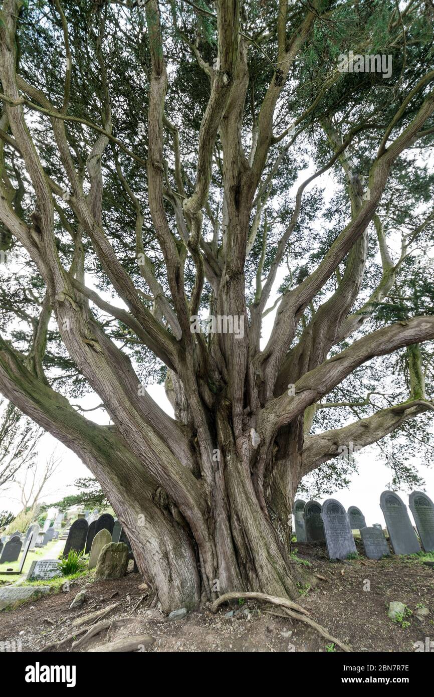 Yew tree on Church Island graveyard entrance at St Tysilio Church ...